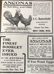 Ancona Chicken - Breed Profile - Backyard Poultry